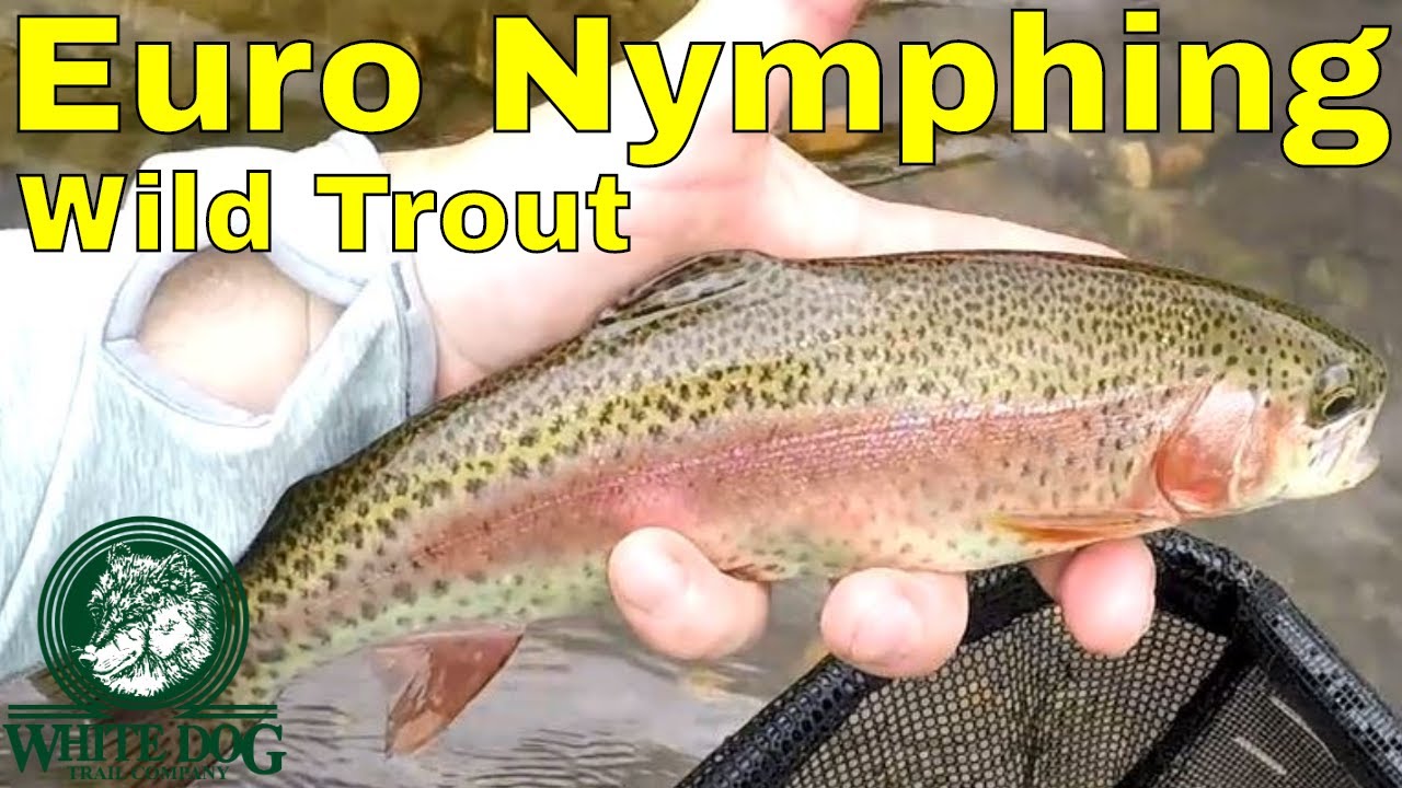 Euro Nymphing for Wild Trout - Fly Fishing - YouTube