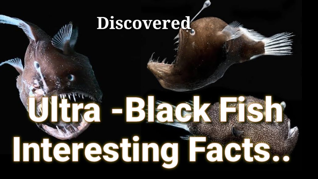 Ultra black fish found in depth of ocean|Disappearing fish|fangtooth ...