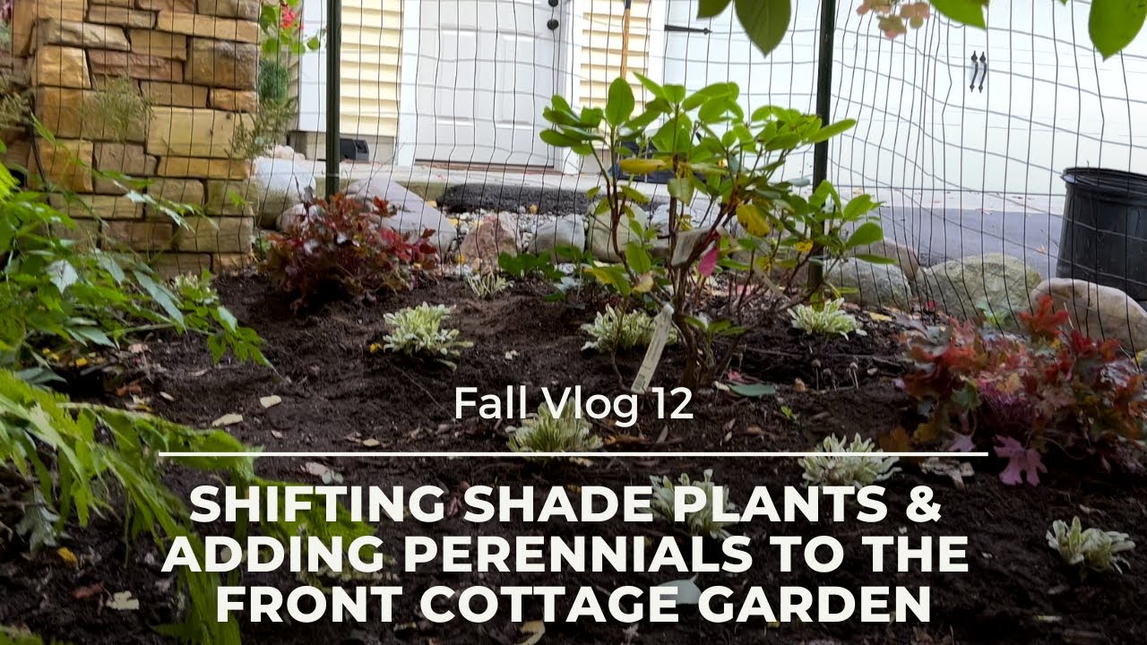 Shifting Shade Plants & Adding Perennials to the Front Cottage Garden ...