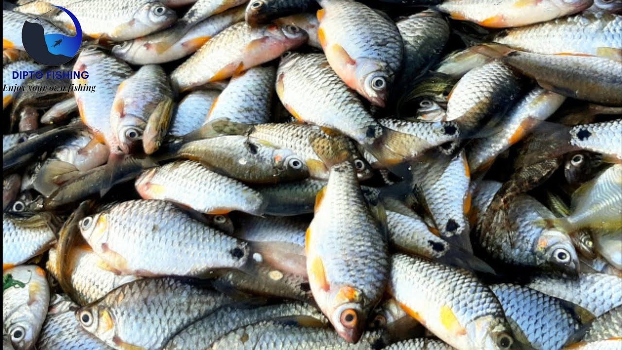 Unbelievable Puti Fish/Swamp barb Fishing In Village ll Amazing Fishing ...