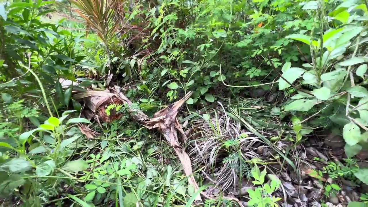 Restoring Native Hawaiian Dry Forest on Mauna'ōhi Ridge - YouTube