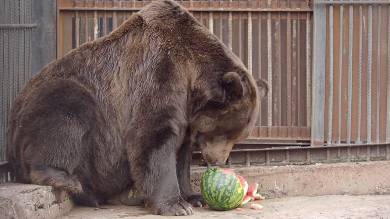 2020 US Elections: Siberian bear and tiger predict Biden victory - YouTube