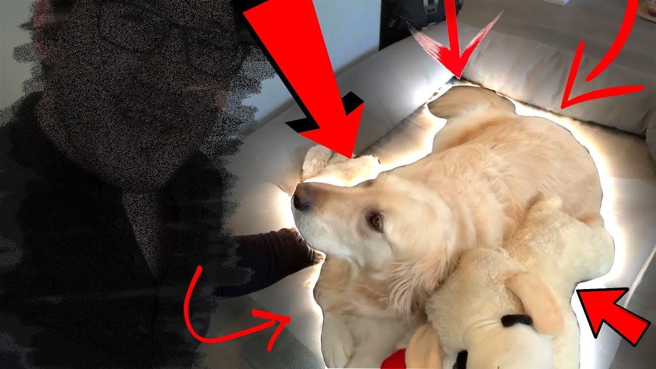 Guess who's BIRTHDAY it is?! - YouTube