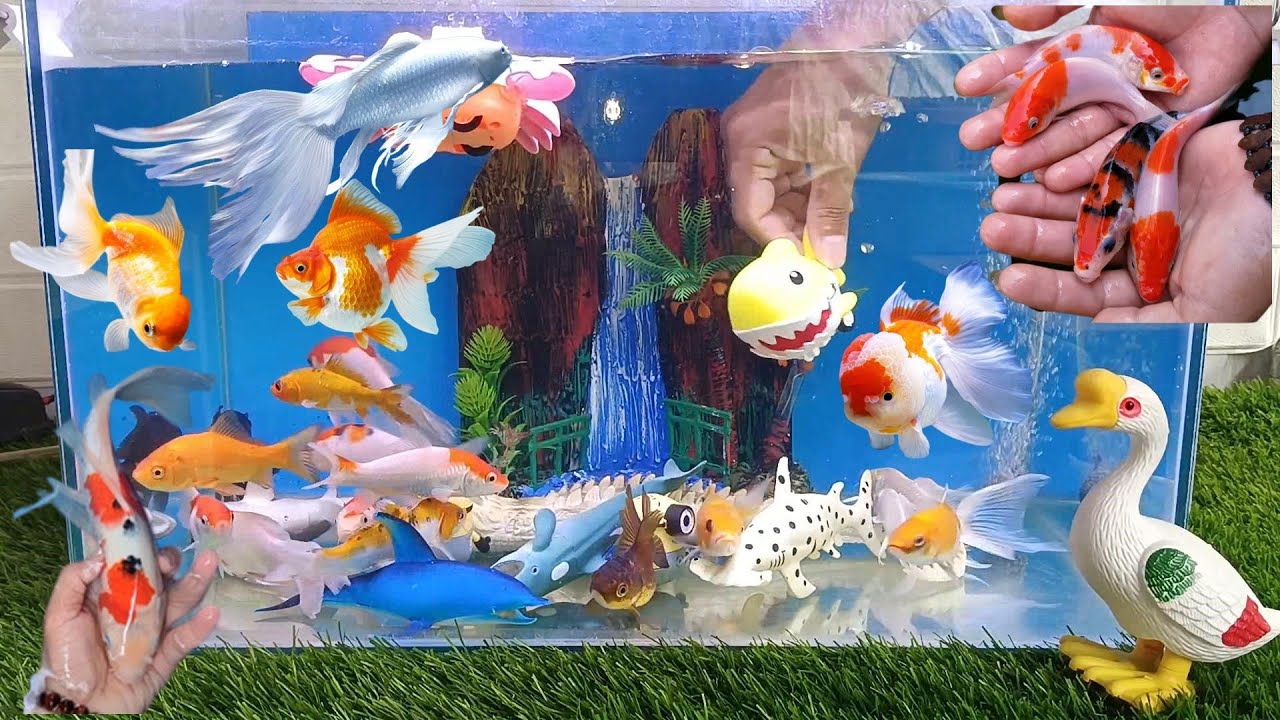 Collection of Cute Animals,comet slayer fish,cute koi fish,sepat fish ...