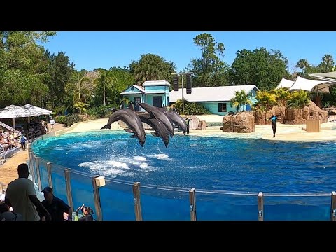 Full Dolphin Adventure Experience at Dolphin Theater at SeaWorld in ...