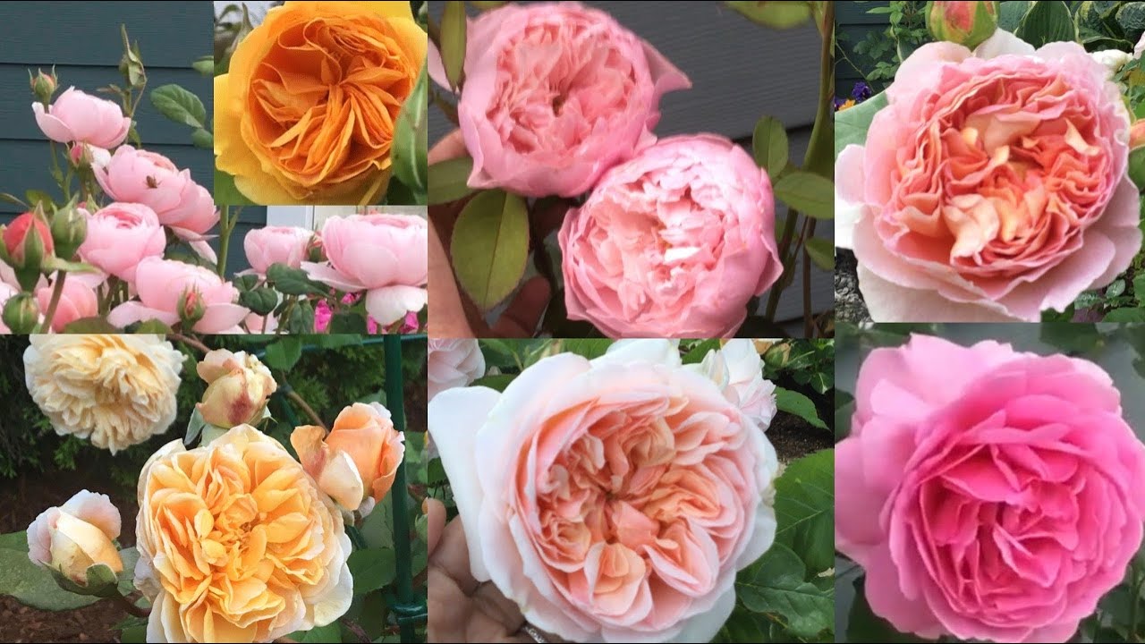 2023 TOP 8 BEST PERFORMING BEAUTIFUL ROSES IN MY GARDEN || PRIME PICK ...