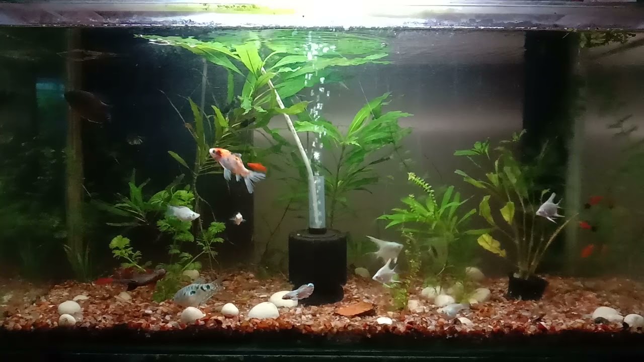 simple aquarium - YouTube