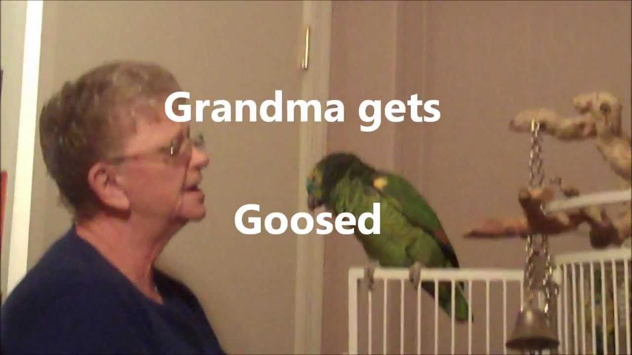 Grandma Getting Goosed - YouTube