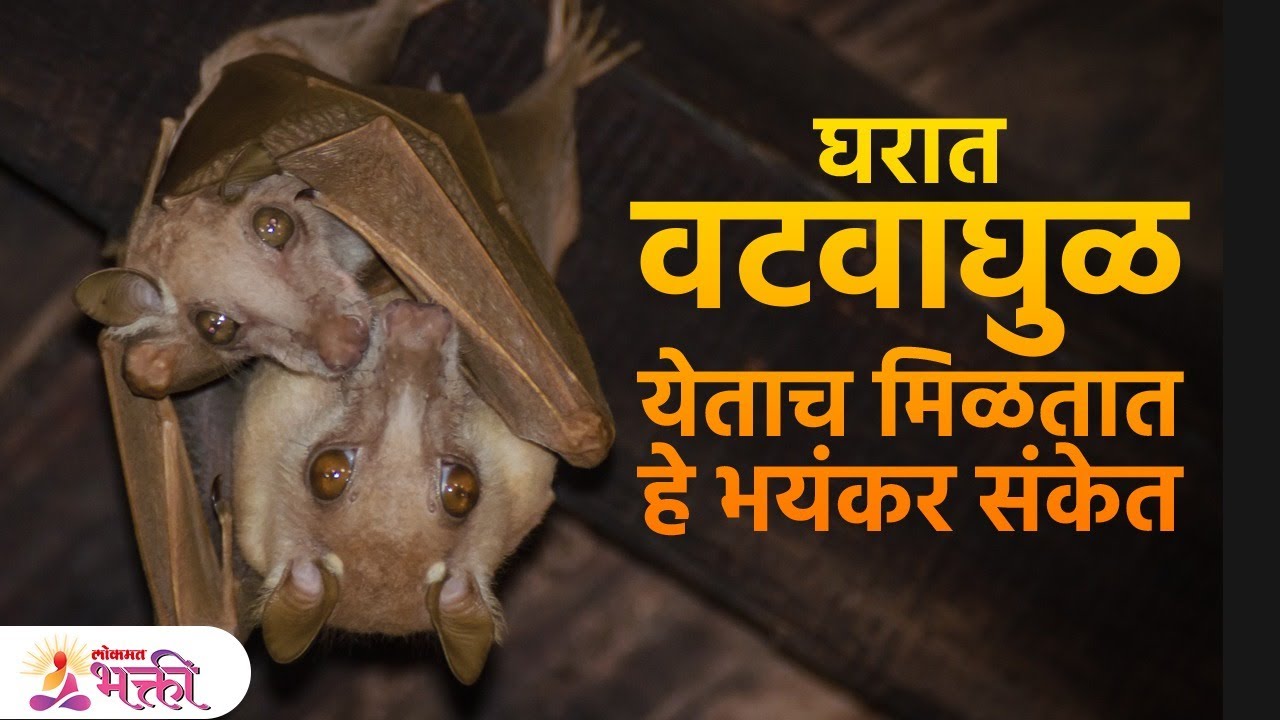 घरात वटवाघुळ दिसताच मिळतात हे संकेत; वास्तुशास्त्रानुसार काय घडतं? Bats ...