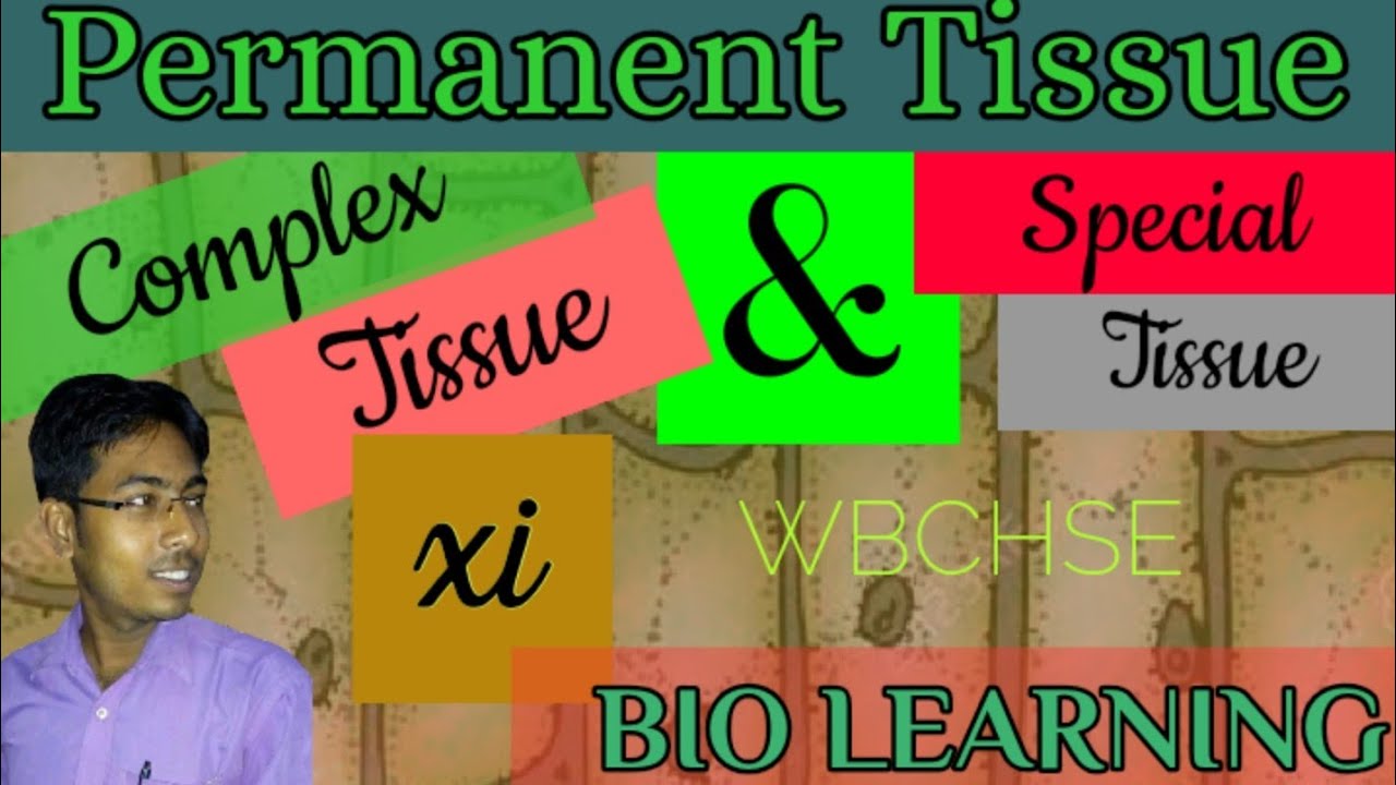 Complex Permanent Tissue(Xylem & Phloem) & Special Tissue || Class 11 ...