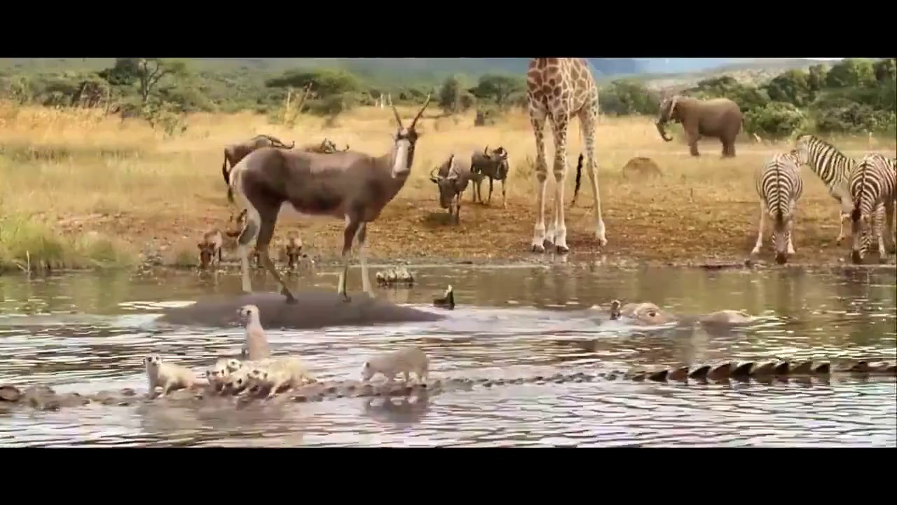 Planet Earth When animals live peacefully such slack in cartoons - YouTube
