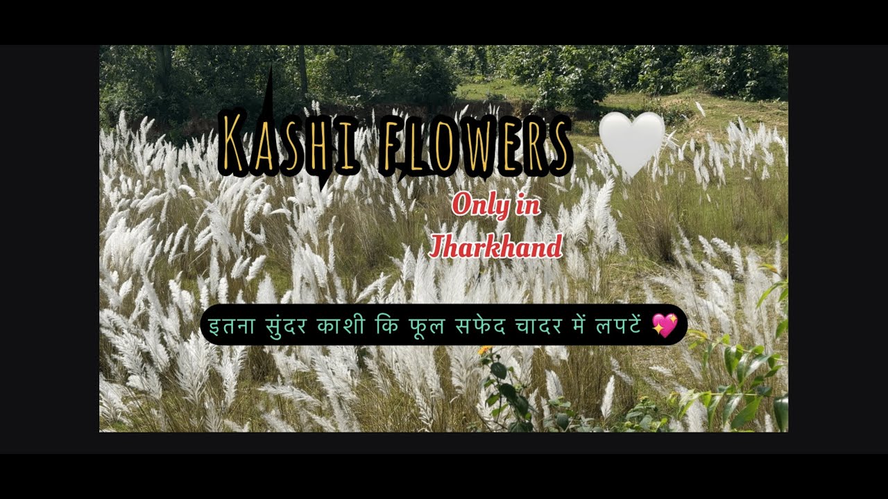 Daily Vlog ~ 22 | Kashi Flower in Hazaribag | White flower | Durga puja ...