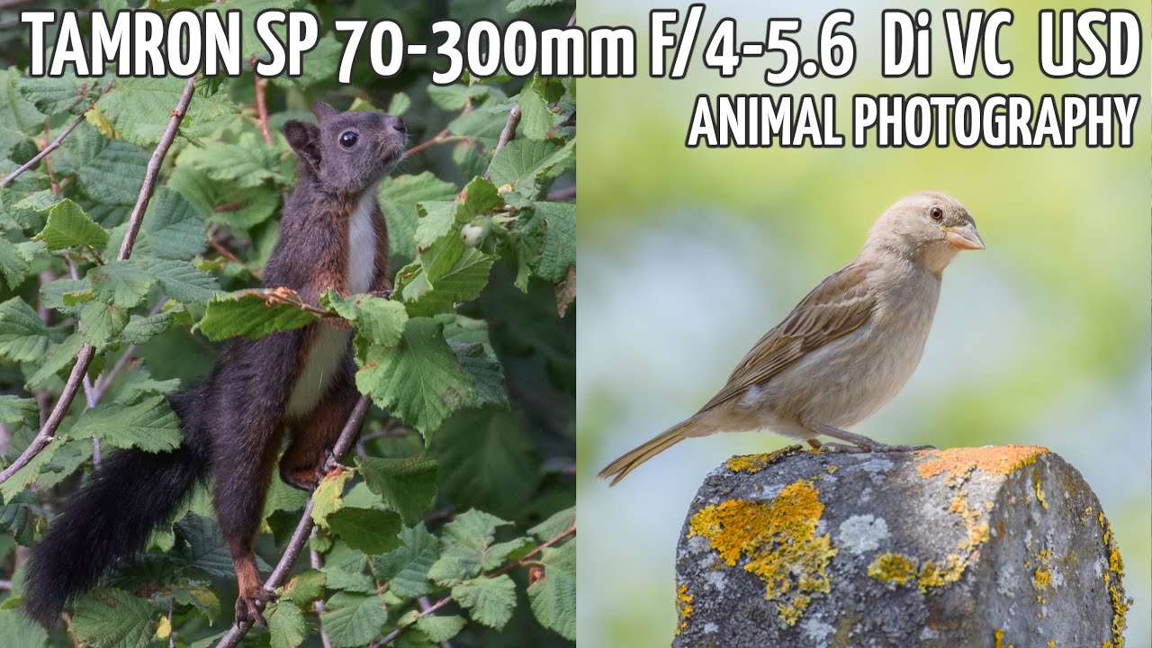 Nikon d5300 + Tamron SP 70-300mm f/4-5.6 Di VC USD (animal photography ...