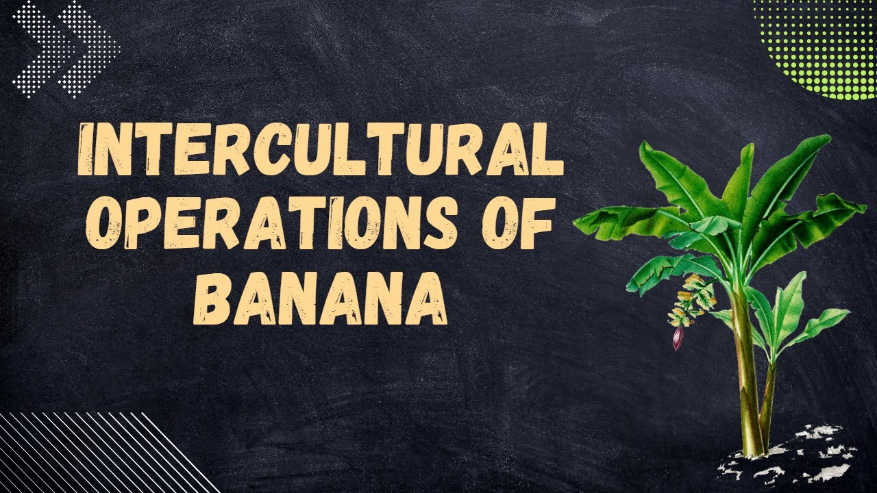 Inter culture operations of Banana II Intercultural Operations - Banana ...