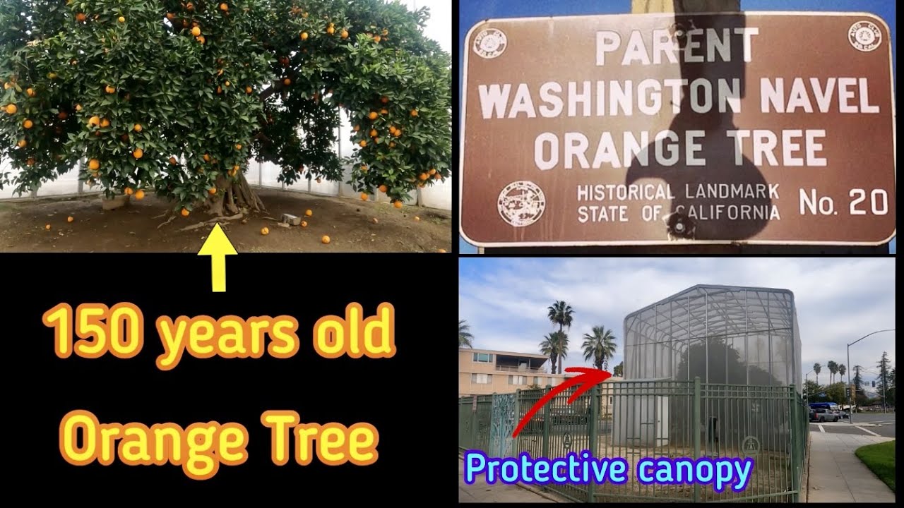 🔴Exploring the First Navel Orange Tree, CA｜Parent Washington Navel ...