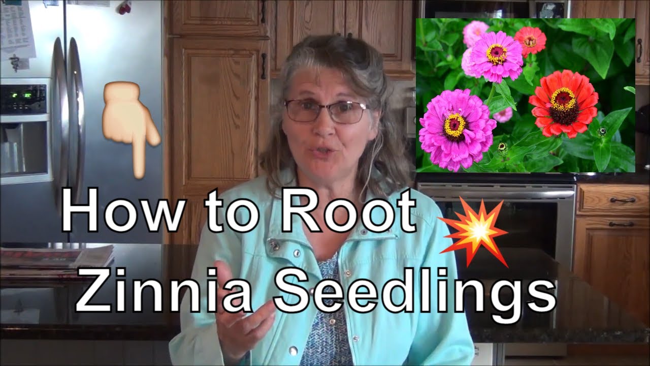How to Root Zinnia Seedlings/ Propagating Zinnia Plants/Zinnia 101 ...