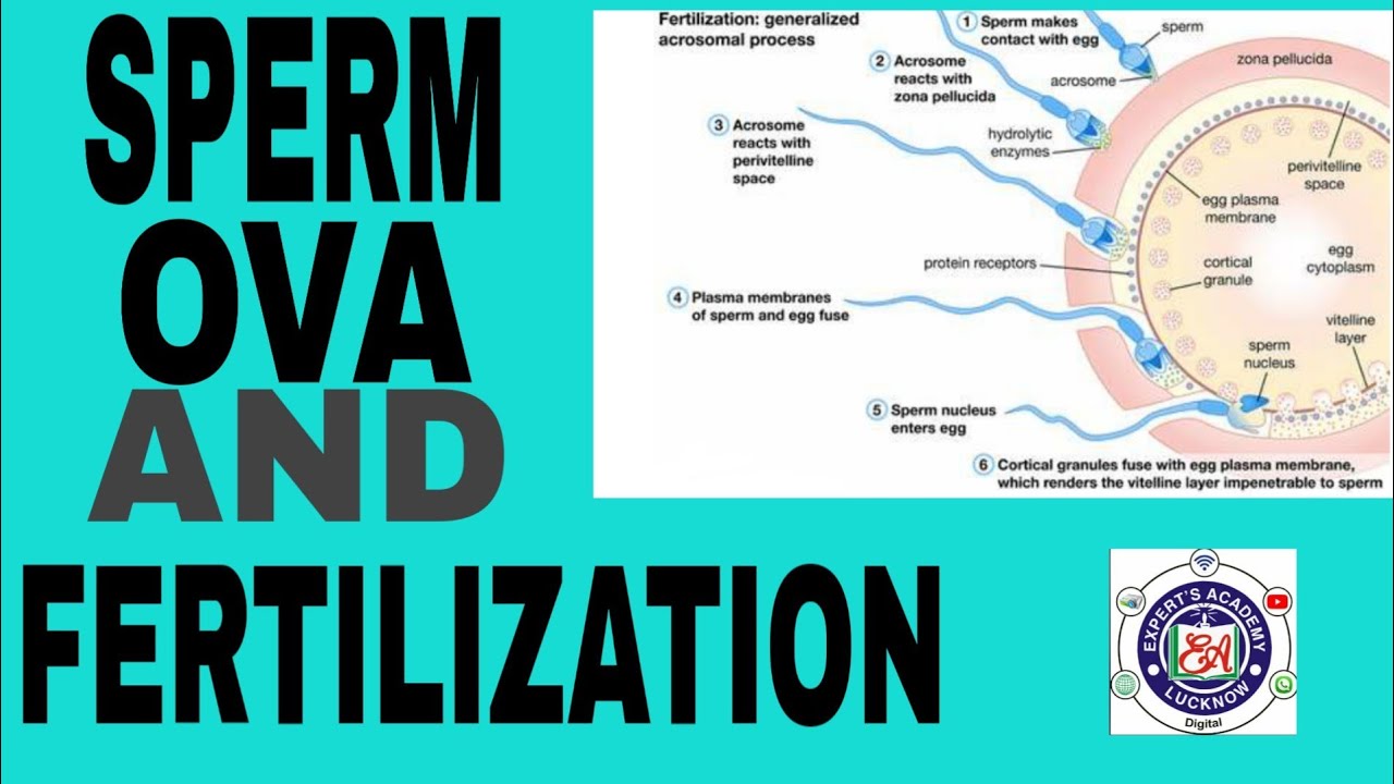 SPERM, OVA AND FERTILIZATION - YouTube