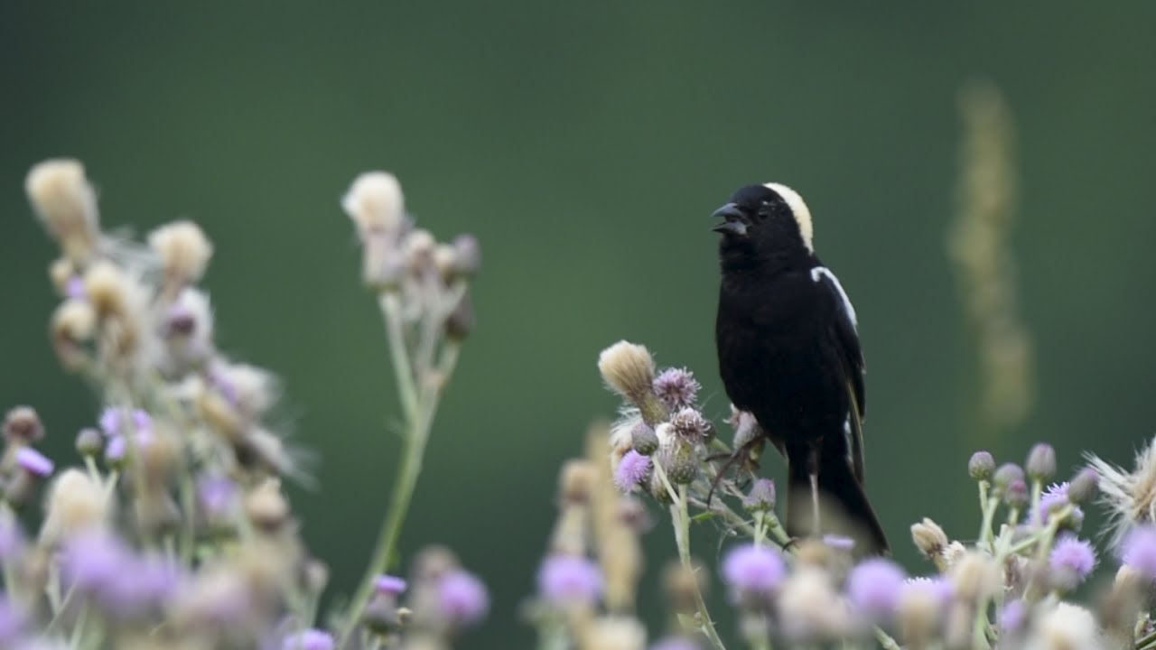 Male Bobolink Singing - YouTube