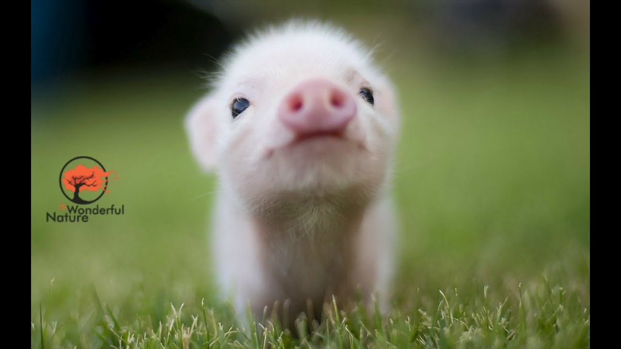 Pig cub loves to being pet - YouTube