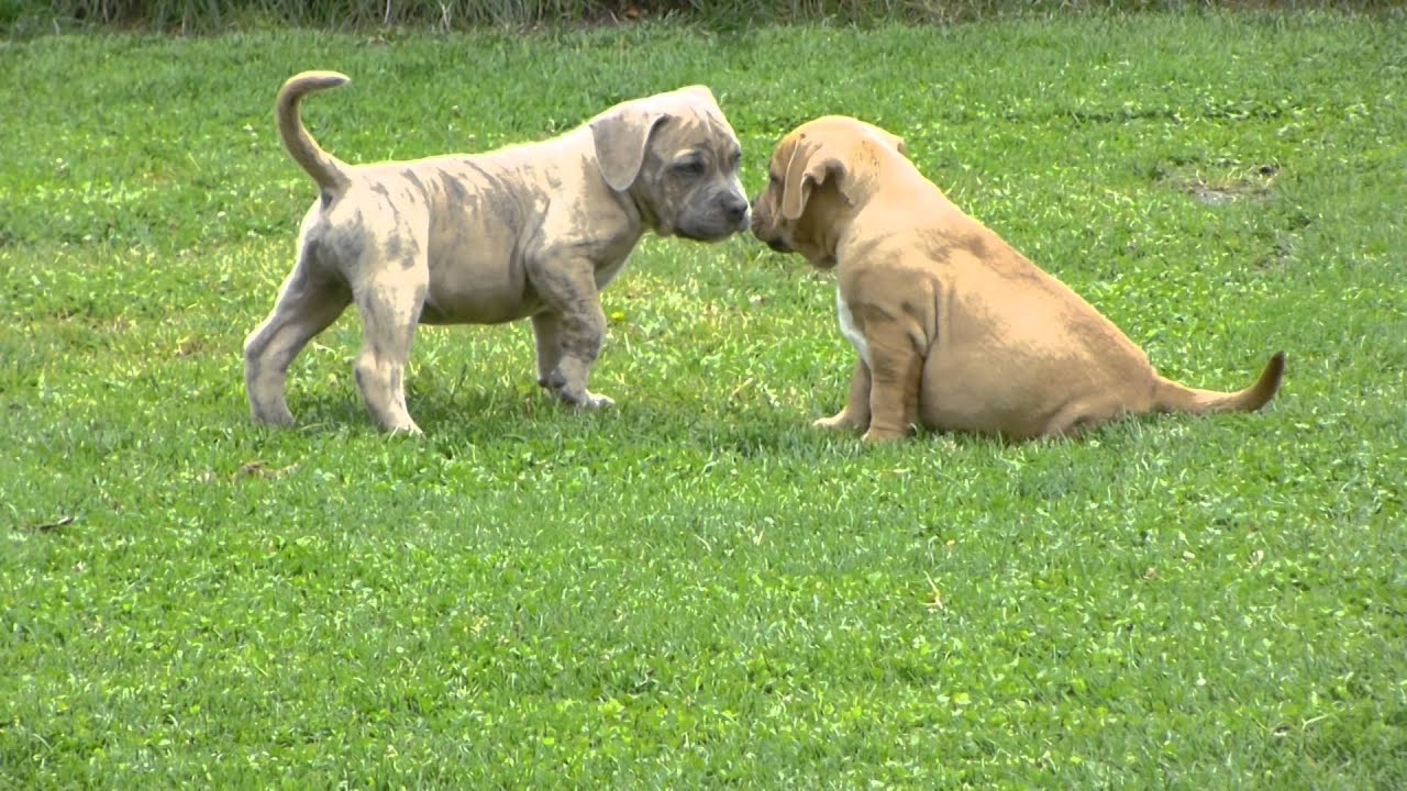 chiots American Bully - YouTube