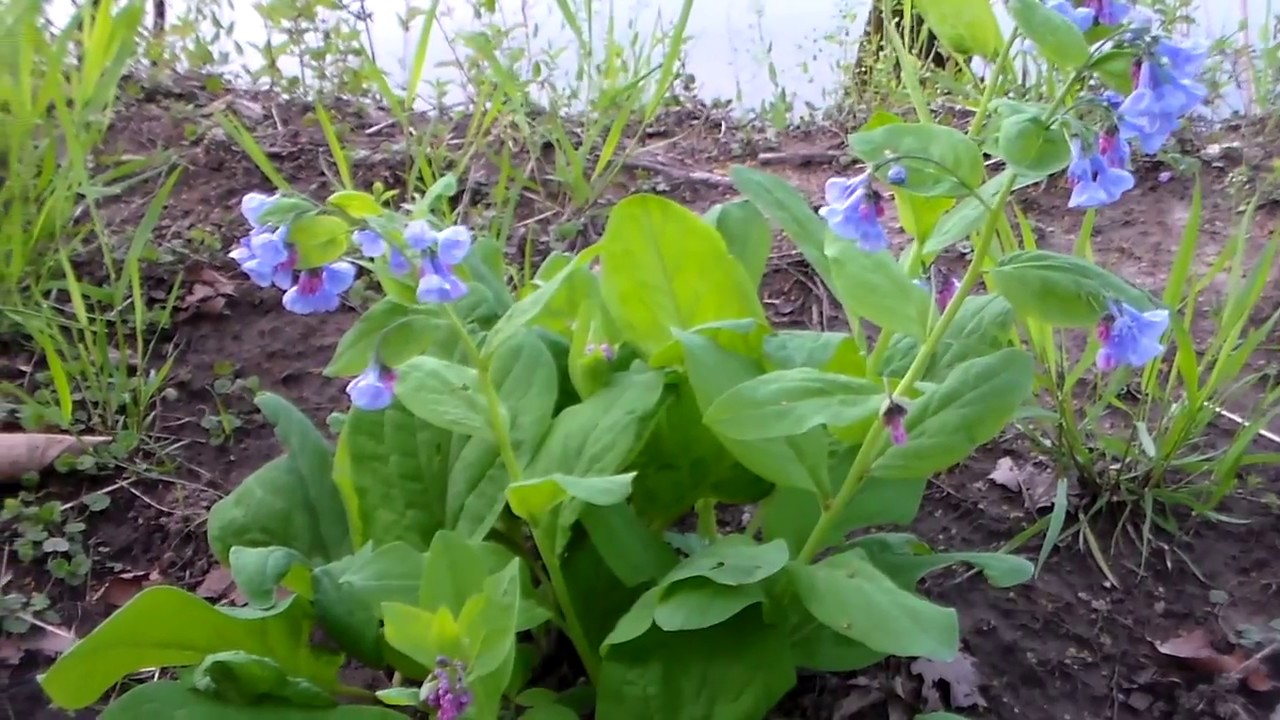 Mountain Bluebells - (Mertensia ciliata) - Perennial - YouTube