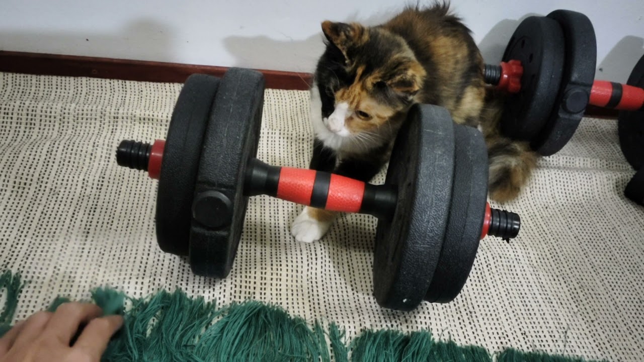 kitty cat working out - YouTube