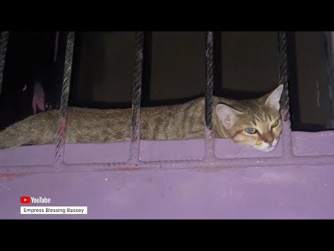 When You Can’t Sleep At Night Cause Your Cat Is Restless and In Pains # ...