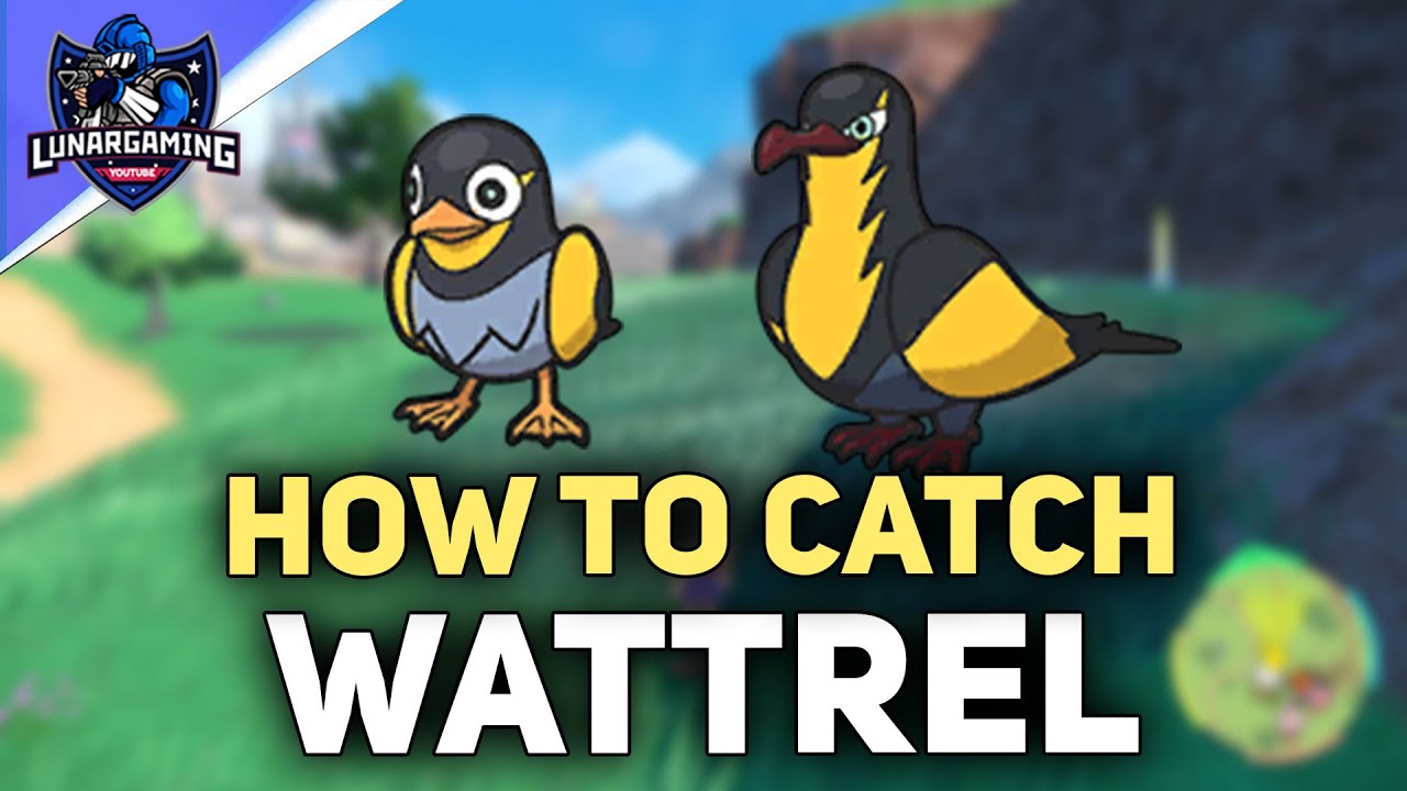 Wattrel Location Pokemon Violet and Scarlet - YouTube