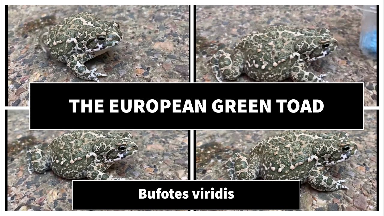 European Green Toad