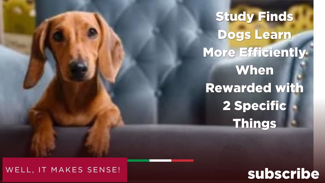 Study Finds Dogs Learn More Efficiently When Rewarded with 2 Specific ...