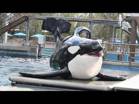Kyuquot and Tuar Husbandry - Orca Inside Look at SeaWorld San Antonio ...