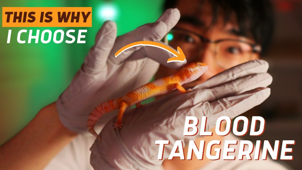 Top 5 Reasons to Pick Blood Tangerine Project - Leopard Gecko Tips ...