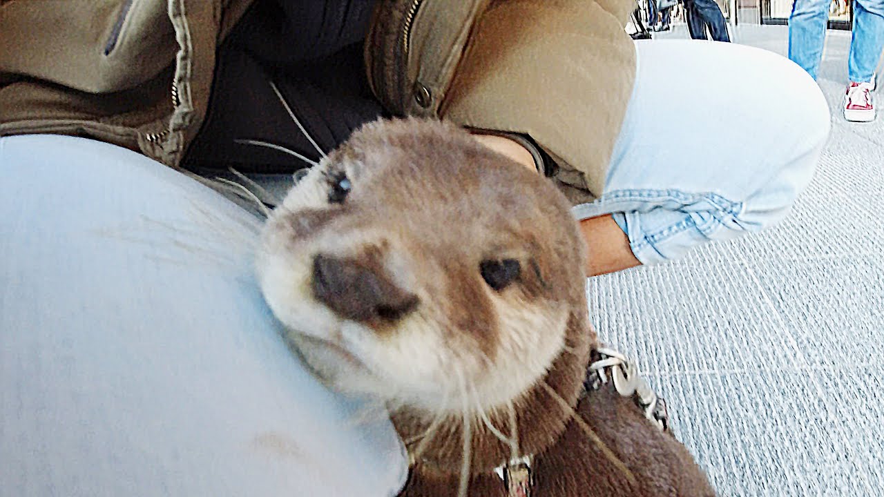 The otter who rush into the crowd by himself [Otter life Day 177] 人混みに ...
