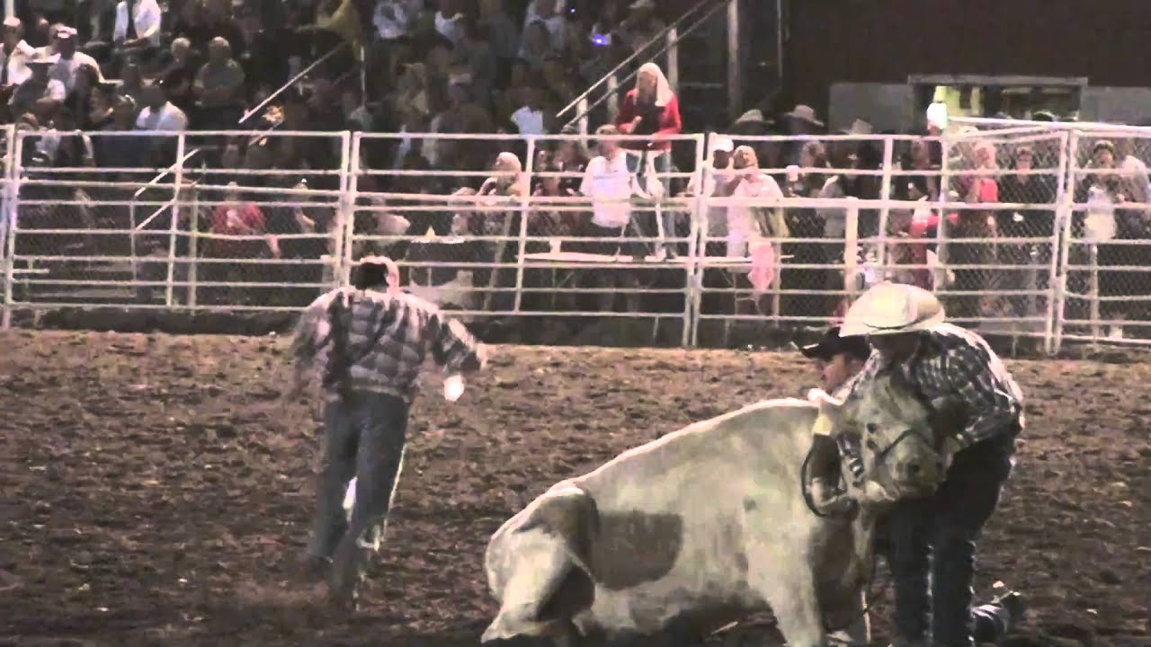 Horse Heaven Round-Up Rodeo Wild Cow Milking Prelims - YouTube