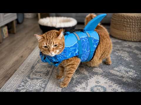 This Is Your Daily Dose Of Cats | Day 90