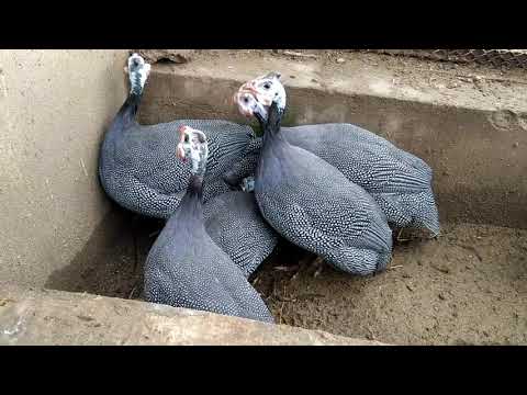 qvineya (sebzi) quslari. coxsu erkekdir. 17 января 2021 г.