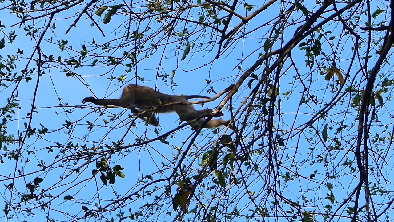 Amazing..! Moka monkey is very brave she always jumps from the tree to ...