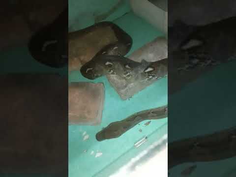 ngintip yng lagi ganti baju