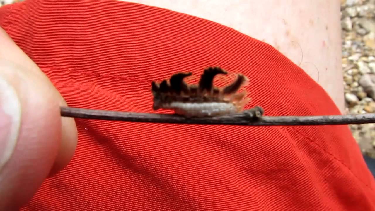 Monkey Slug Caterpillar - YouTube