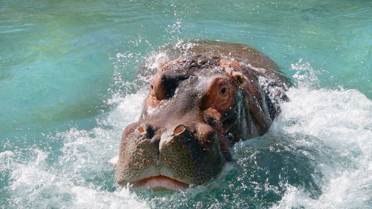 Hippo Adhama Splashes into Spring! - YouTube