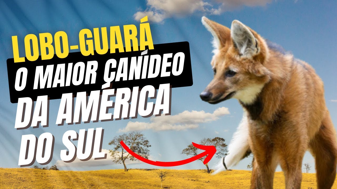 Lobo-Guará: Conheça a Vida e o Comportamento do ANIMAL SÍMBOLO DO ...