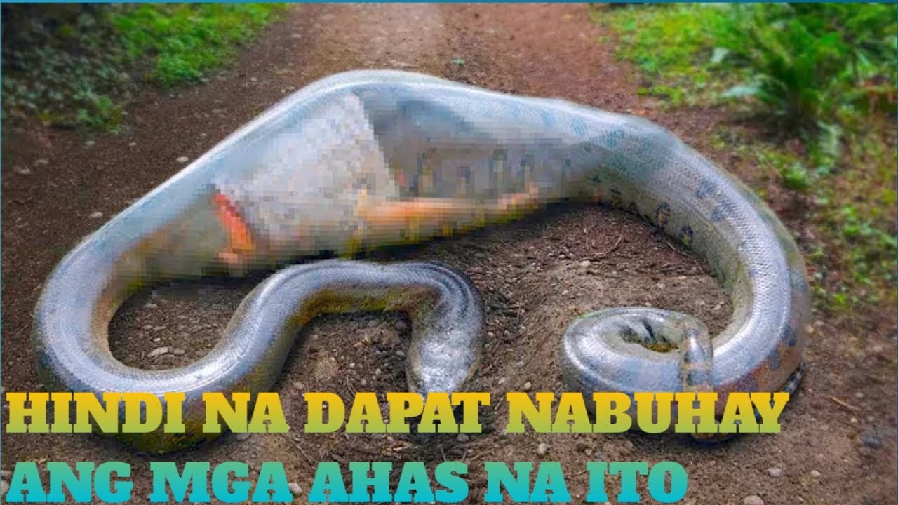 Hindi na dapat nabuhay ang mga ahas na ito! - YouTube