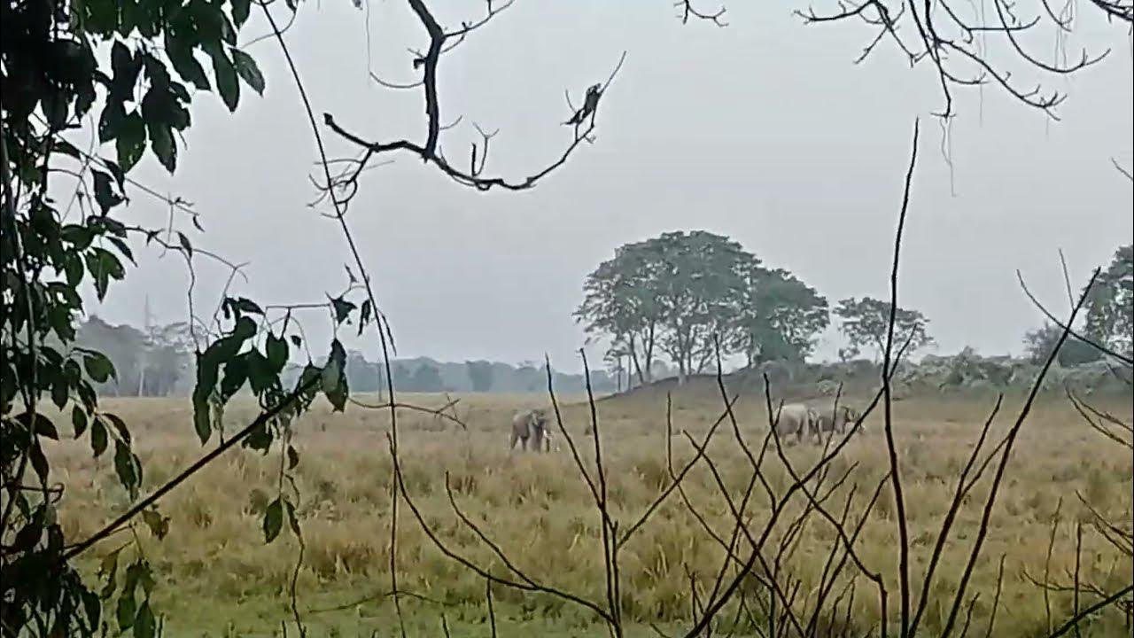 Kaziranga National park - YouTube