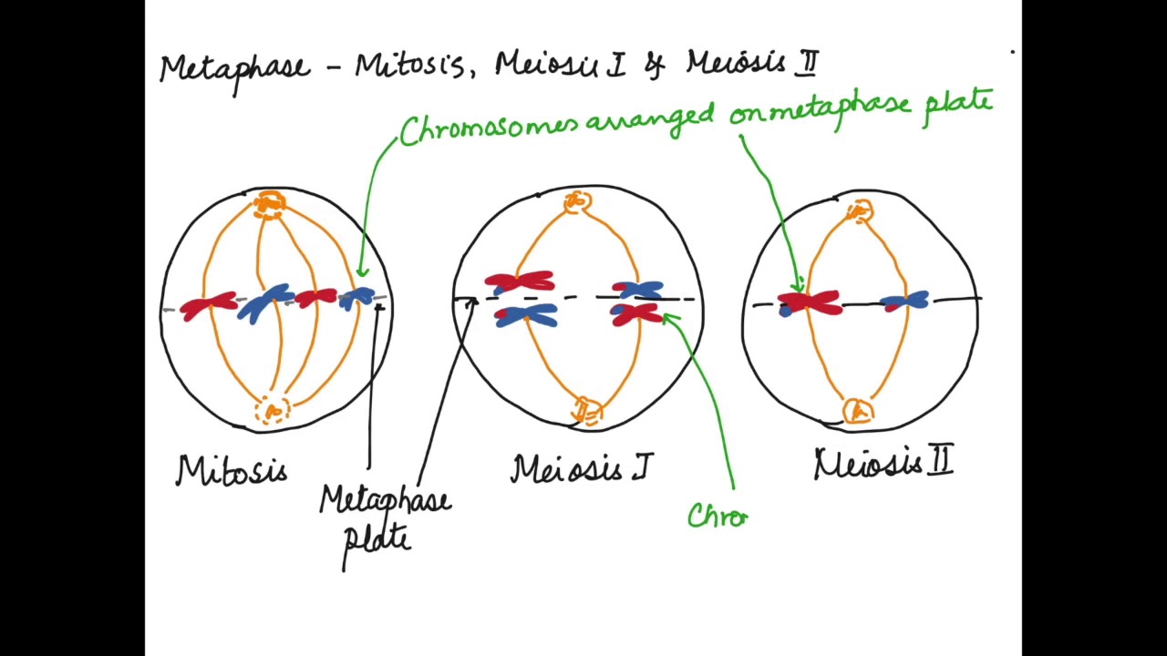 METAPHASE OF MITOSIS MEIOSIS I AND MEIOSIS II DIFFERENCE 11 CBSE ISC metaphase-of-mitosis-meiosis-i-and-meiosis-ii-difference-11-cbse-isc