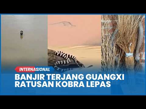 Banjir Terjang Guangxi China Ratusan Kobra Lepas dari Peternakan Warga Diminta Waspada