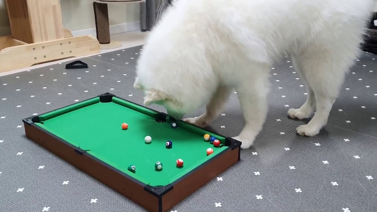 Dog Playing Billiards - YouTube