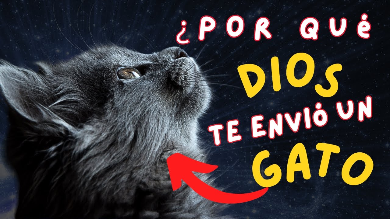 🐈 Descubre la ESPIRITUALIDAD de los Gatos ¿Por Qué DIOS Te Ha BENDECIDO ...