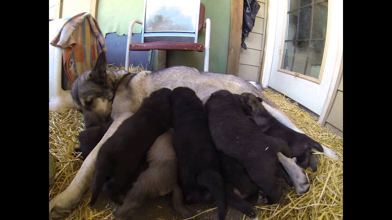 American Tundra Shepherd puppies three weeks - YouTube