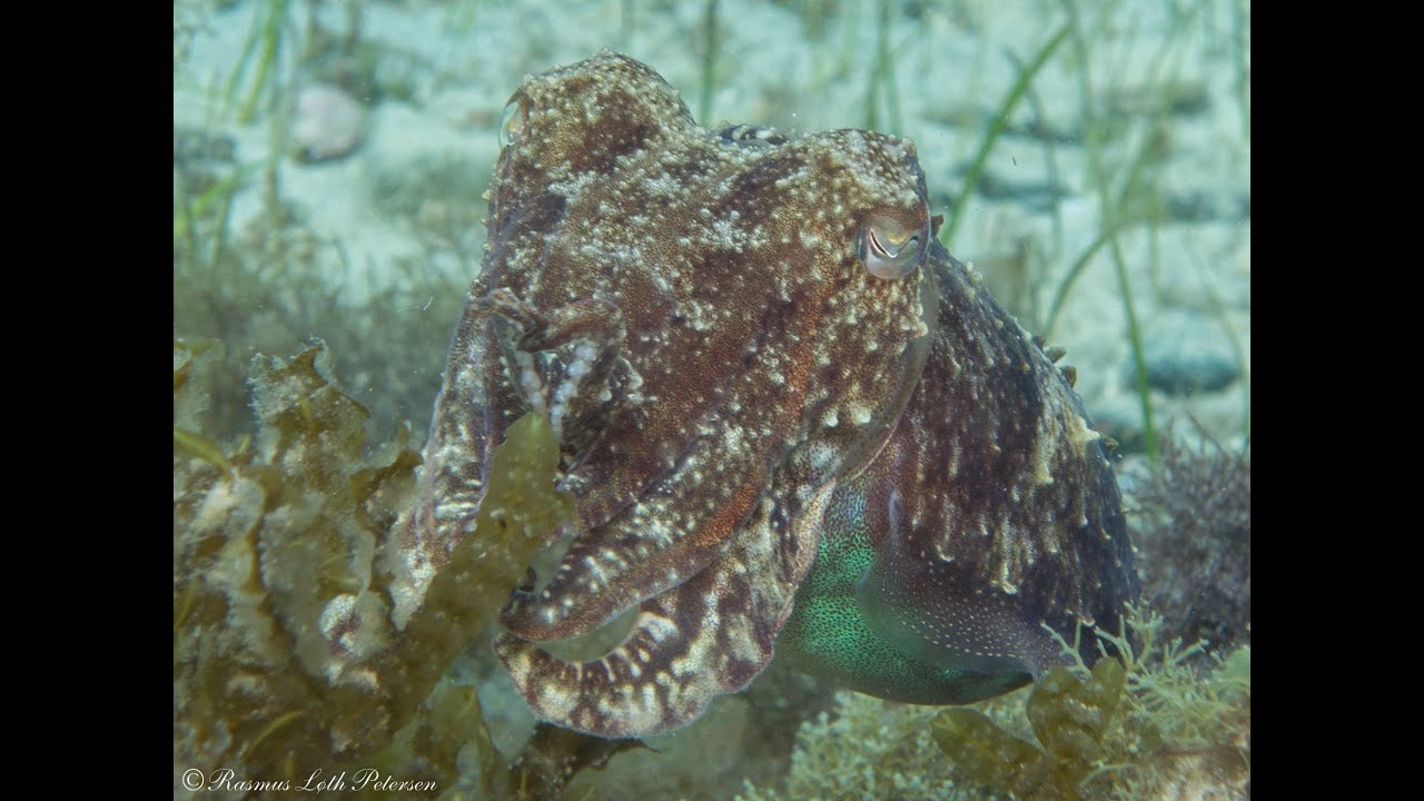 Malta Part 1 (wildlife) - YouTube