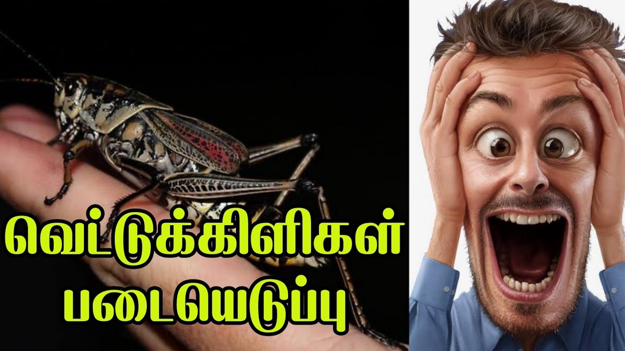 grasshopper attack in india (vettukili) | Cicada | kaappaan ...